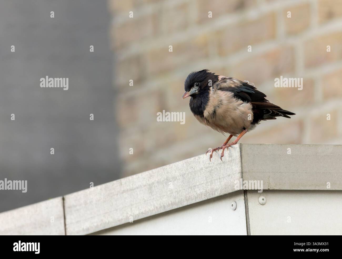Adult Rosy Starling (Pastor roseus) in winter plumage. Wintering on ...