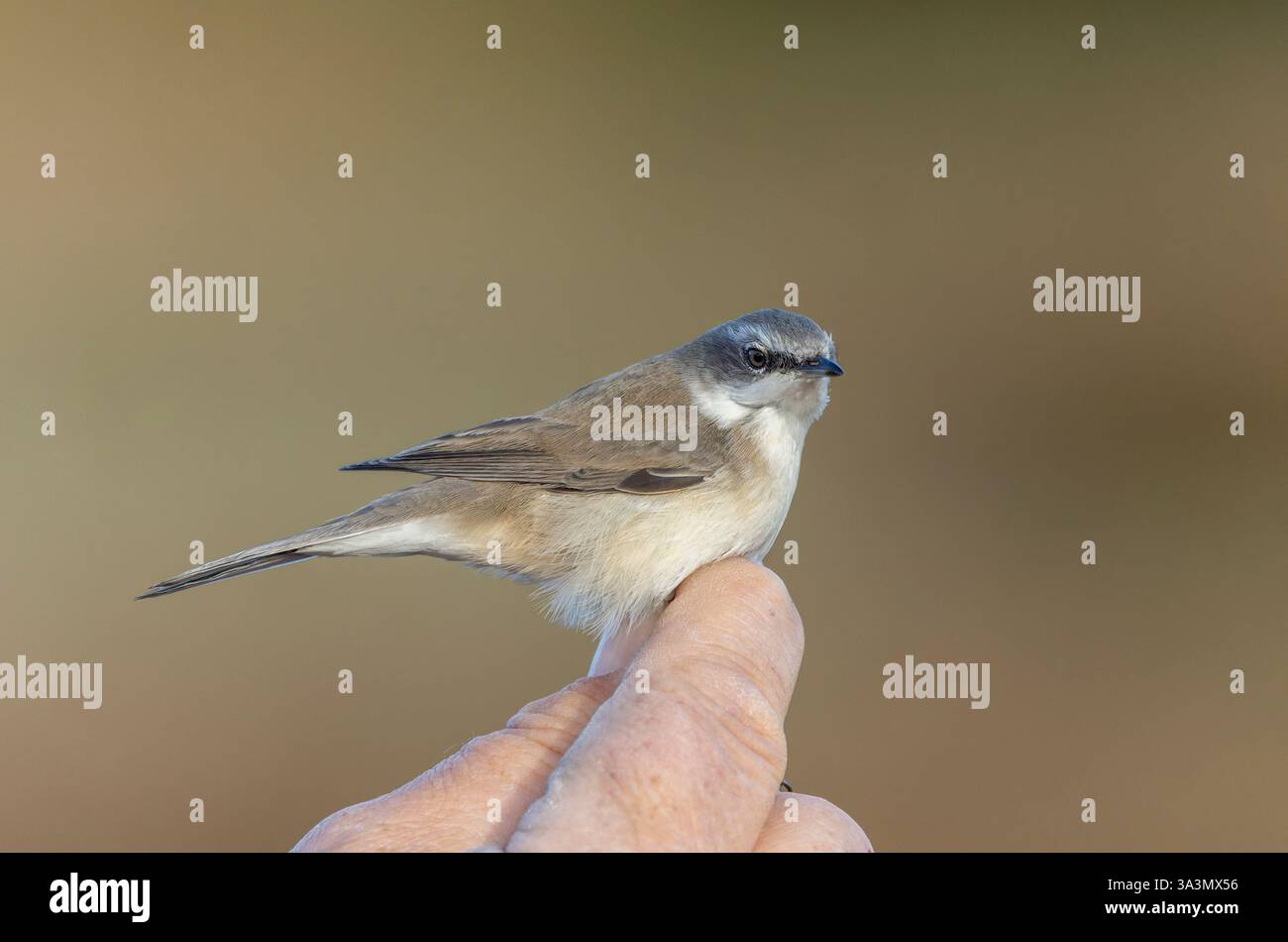 (Possible) Siberian Lesser Whitethroat (Sylvia althaea blythi) on ...