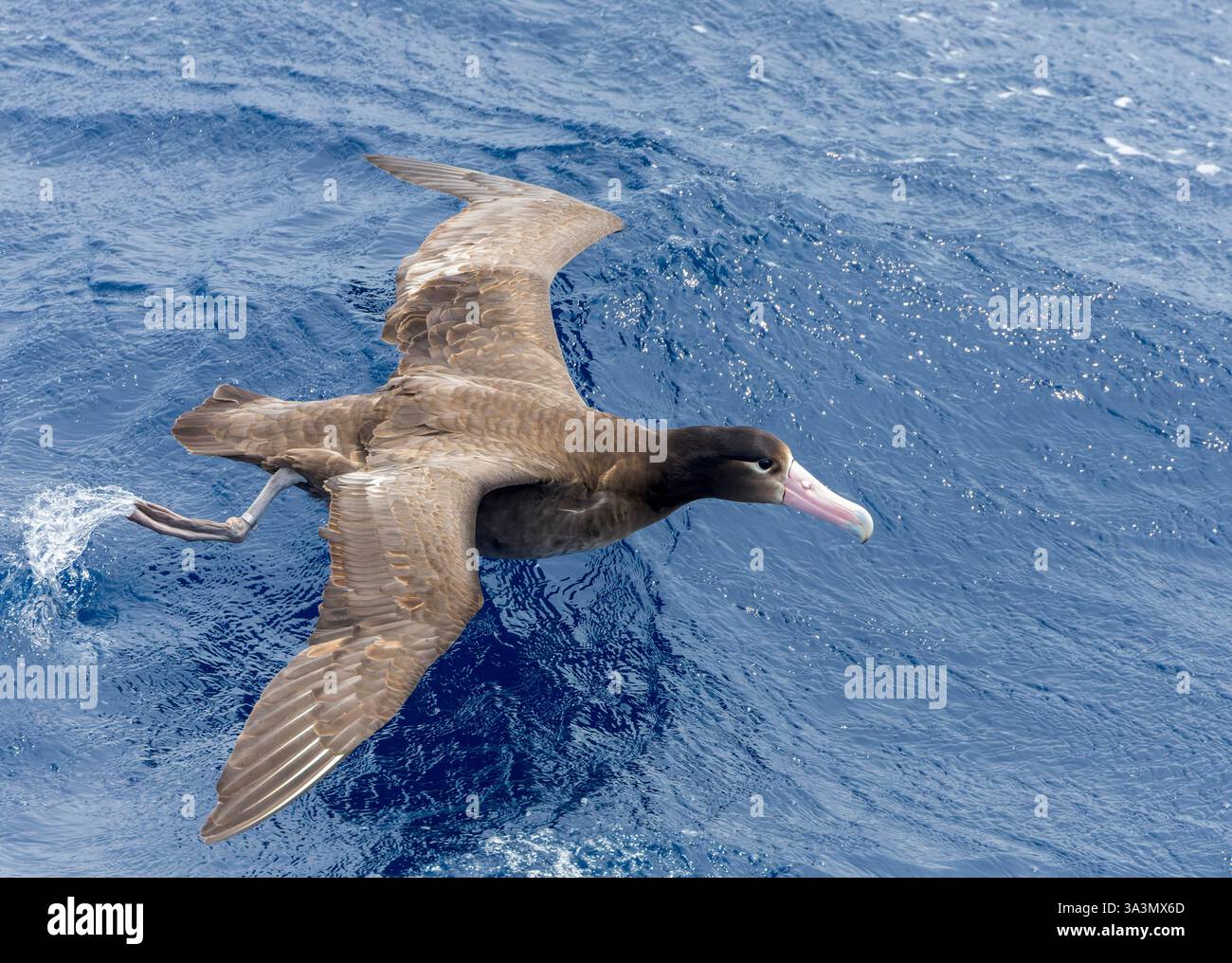 Short-tailed Albatross (Phoebastria albatrus) at sea off Torishima ...