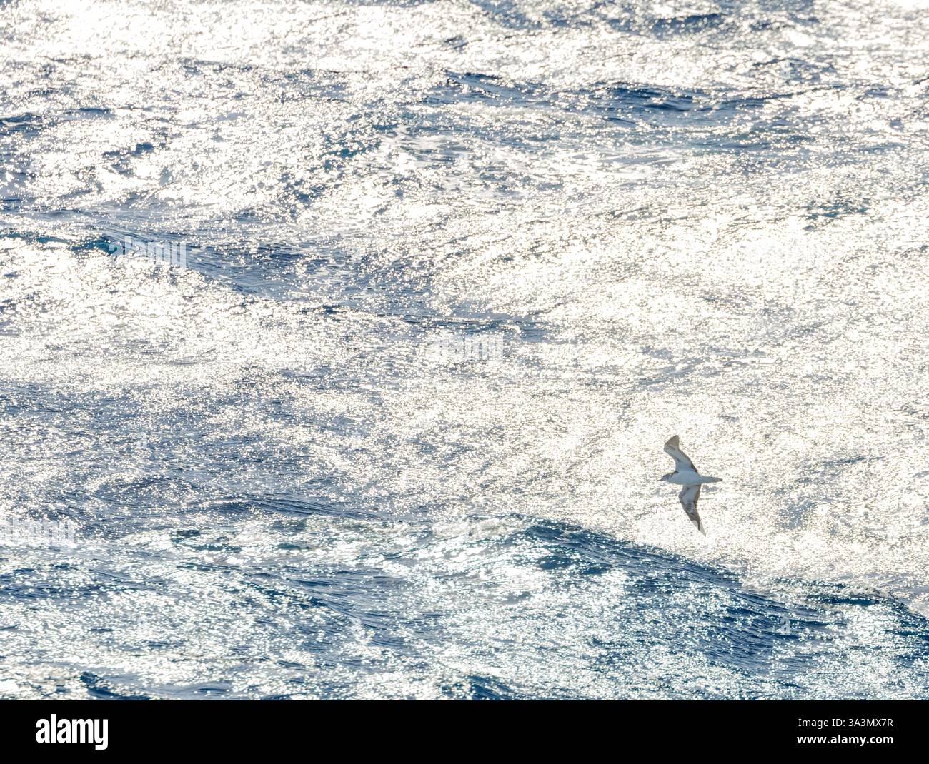 Streaked Shearwater (Calonectris leucomelas) in flight over the sea ...