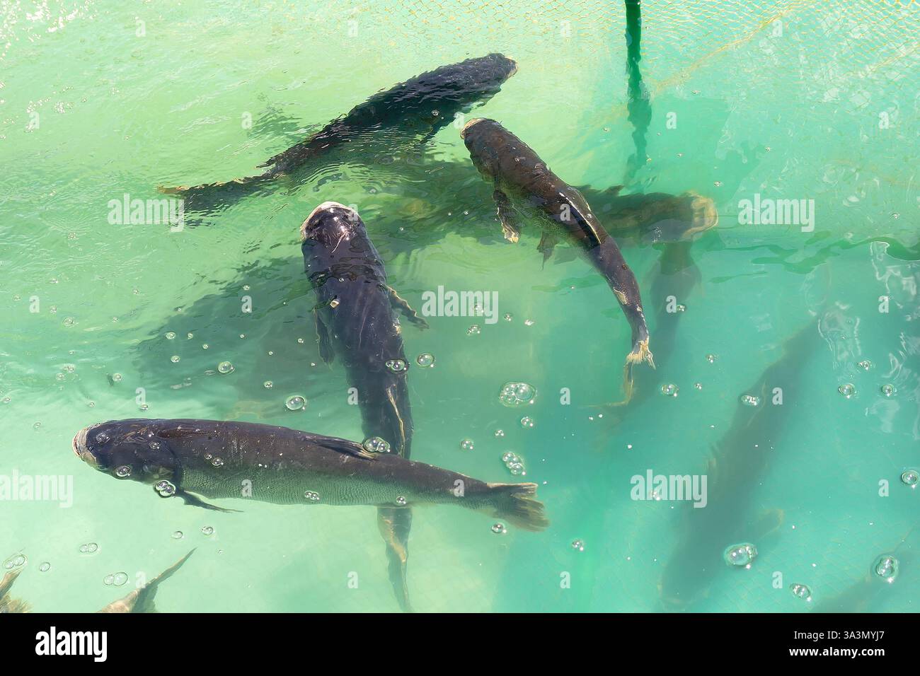 Fish carp swims on hi-res stock photography and images - Alamy