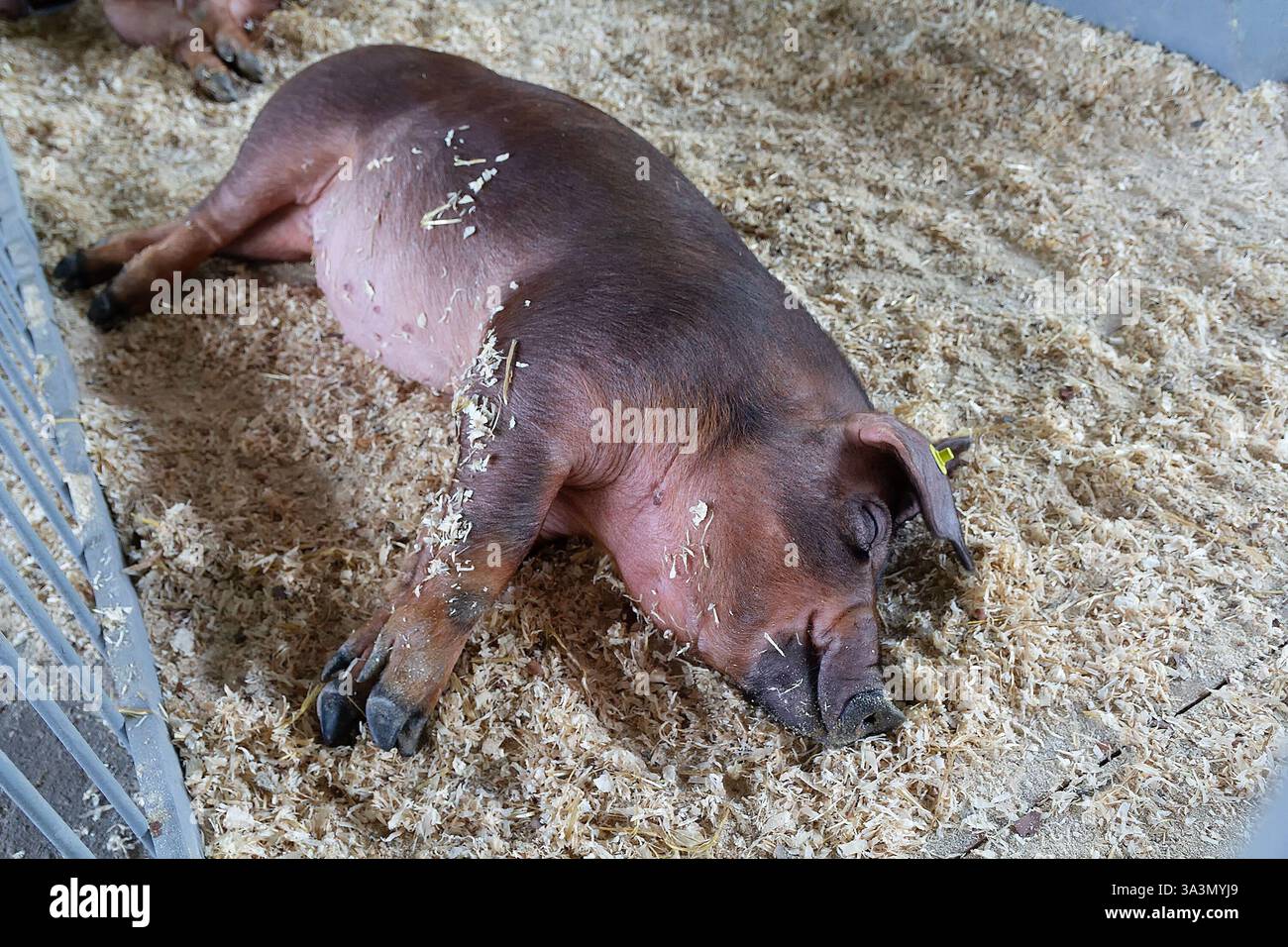 The purebred pig Duroc is sleeping on the farm. Agriculture Stock Photo ...