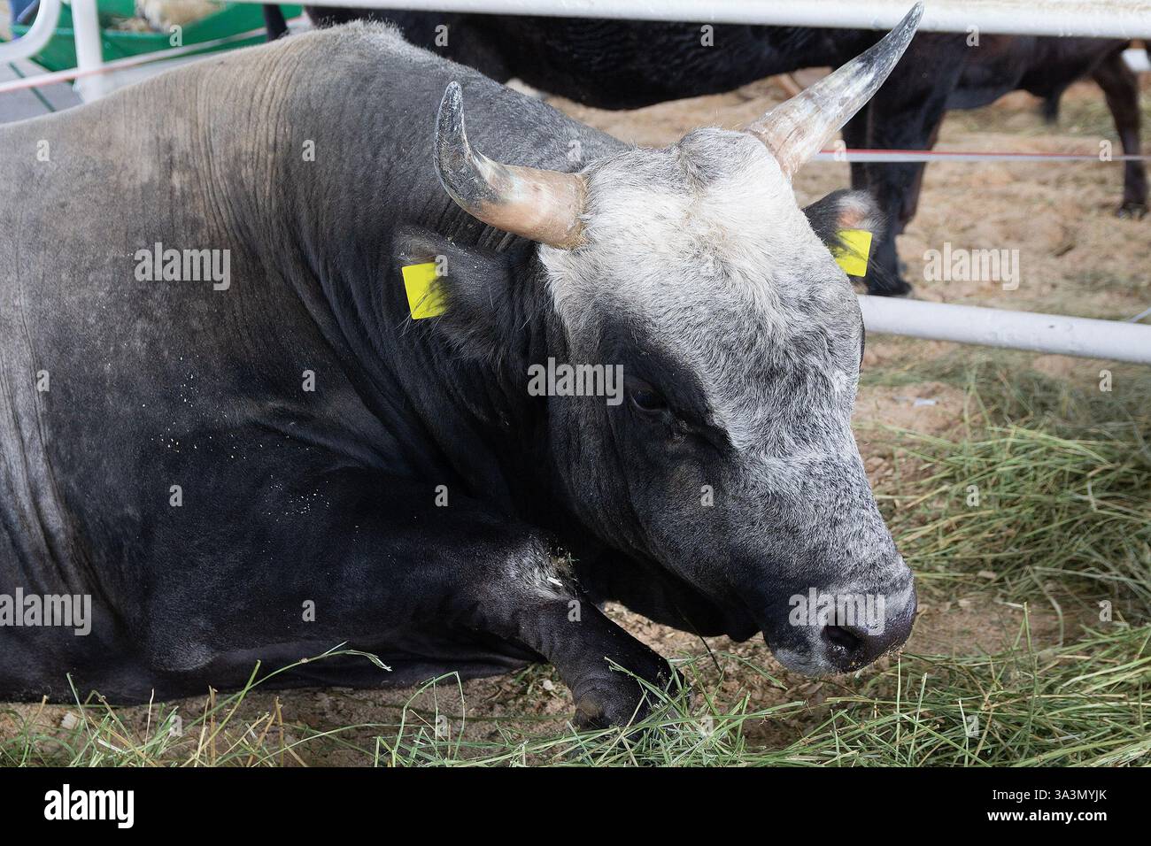Purebred cow sleeping on hi-res stock photography and images - Alamy