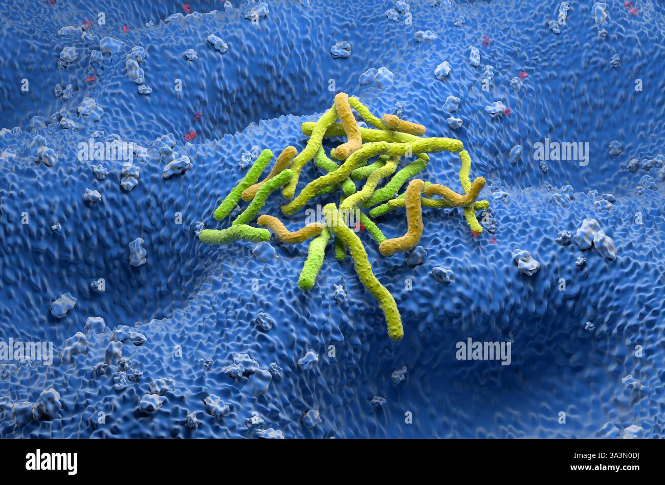 Helicobacter pylori bacteria - isometric view 3d illustration Stock ...