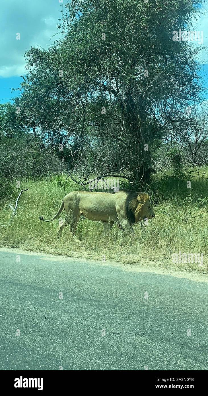 Lion Spotted in the Kruger National Park in South Africa Stock Photo ...