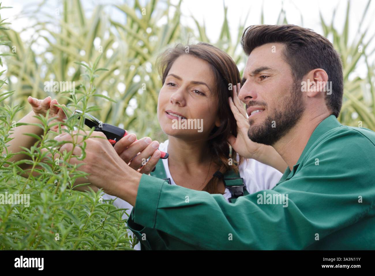 the landscape gardeners working together Stock Photo - Alamy