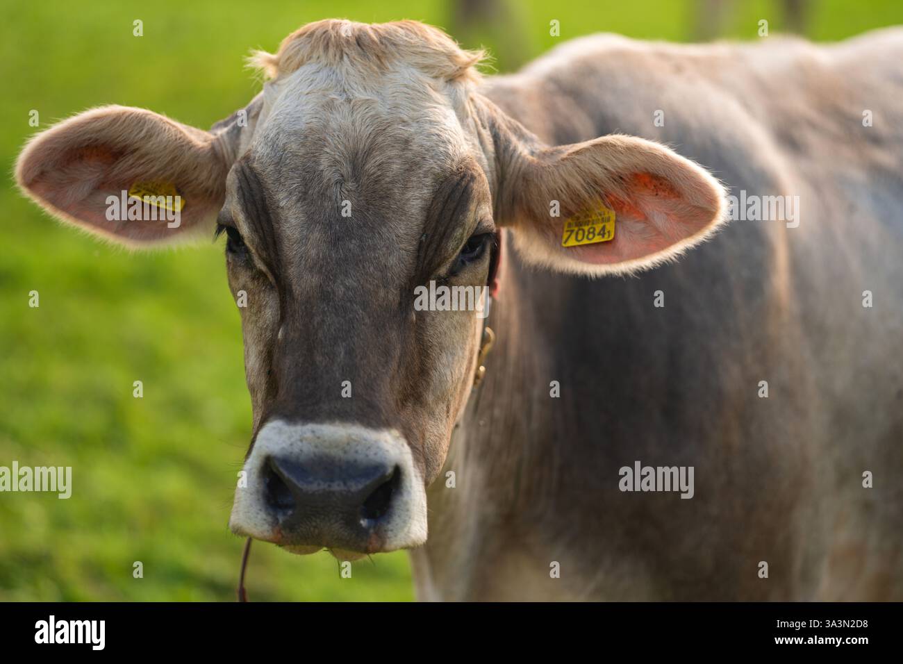 Cow at meadow. Cattle in green field. Cow in grassy pasture. Cow close ...