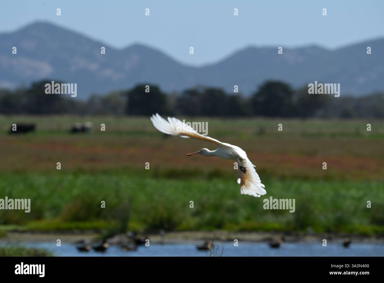 Yellow Billed Spoonbill flying over marshlands with purple You Yang ...