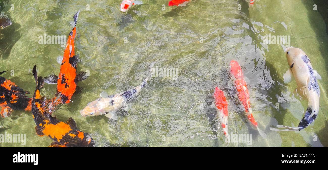 the colorful koi fish elegantly swim together in a serene pond, bringing a sense of peace and ...