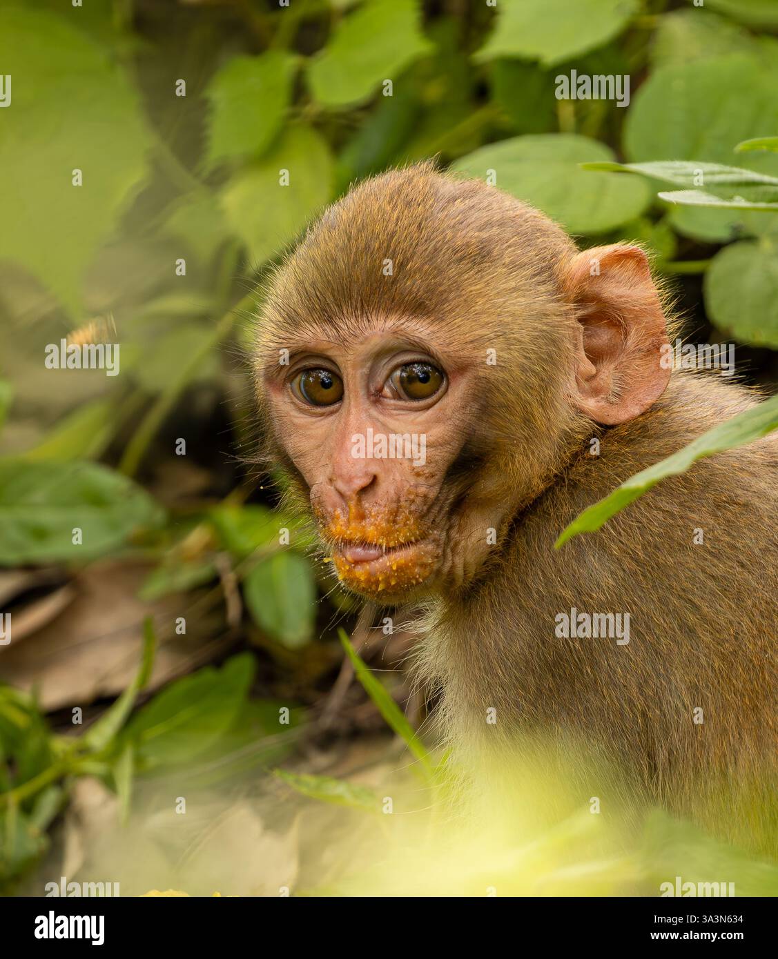 massy mangoes party Stock Photo - Alamy