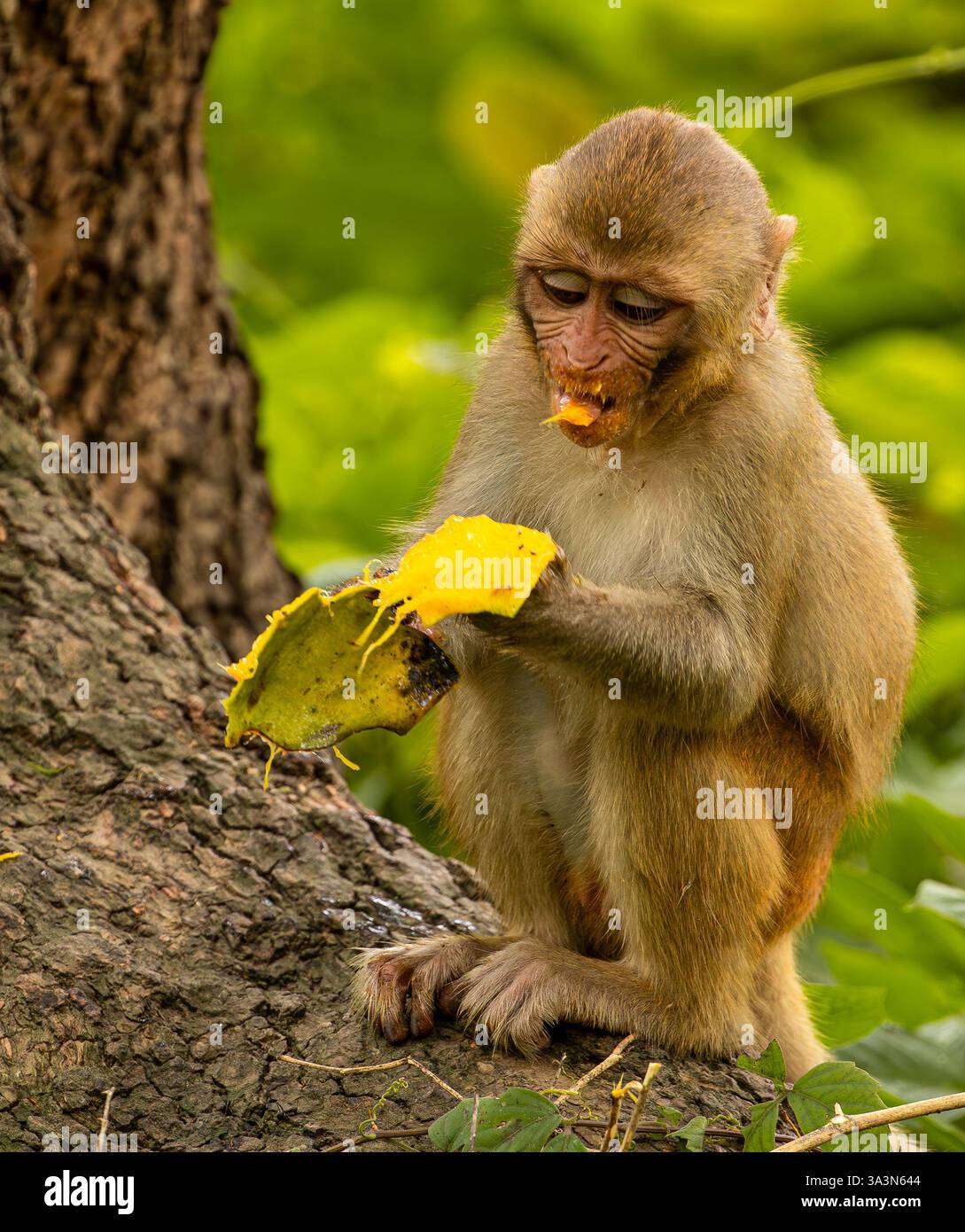 Mangoparty hi-res stock photography and images - Alamy