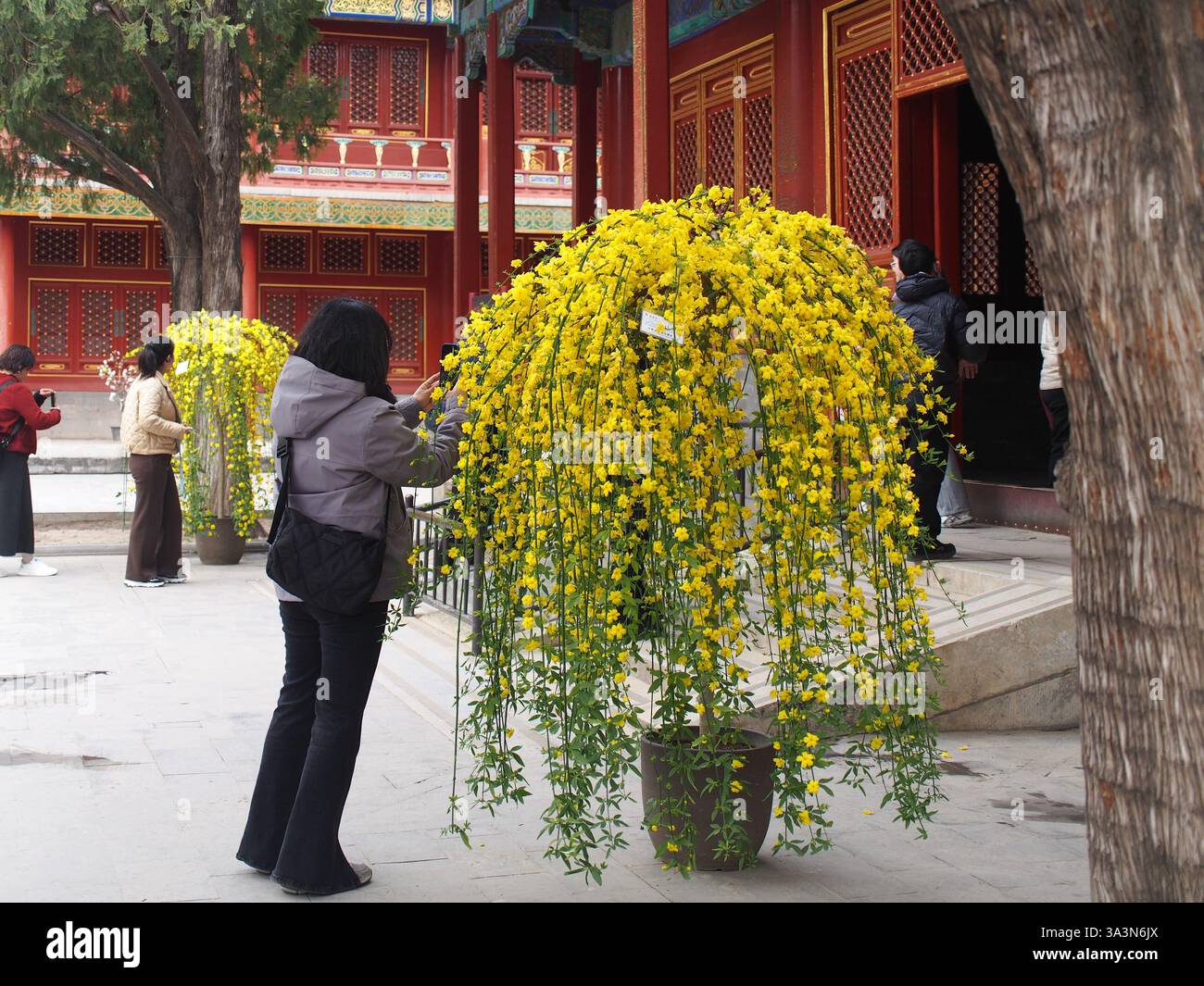 Spring flowers bloom at the Palace Museum in Beijing, China, 14 March ...