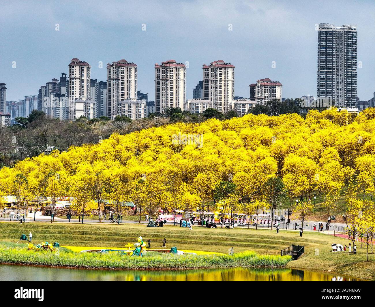 Aerial photo shows tabebuia chrysantha trees blooming in Nanning City ...