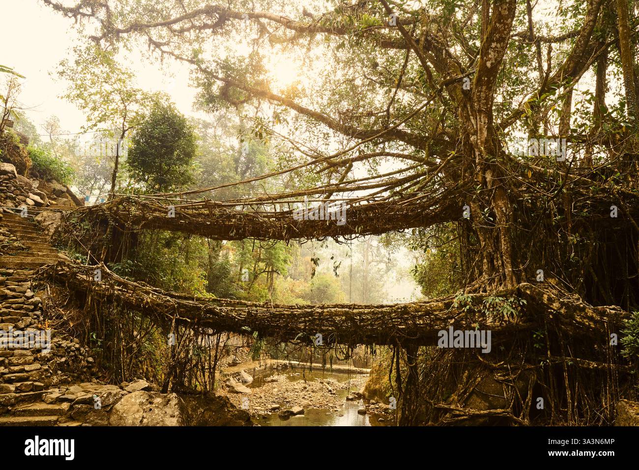 Double decker living root bridge in Meghalaya, India Stock Photo - Alamy