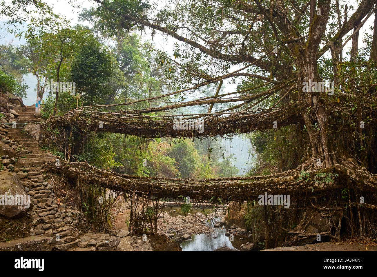 Double decker living root bridge in Meghalaya, India Stock Photo - Alamy