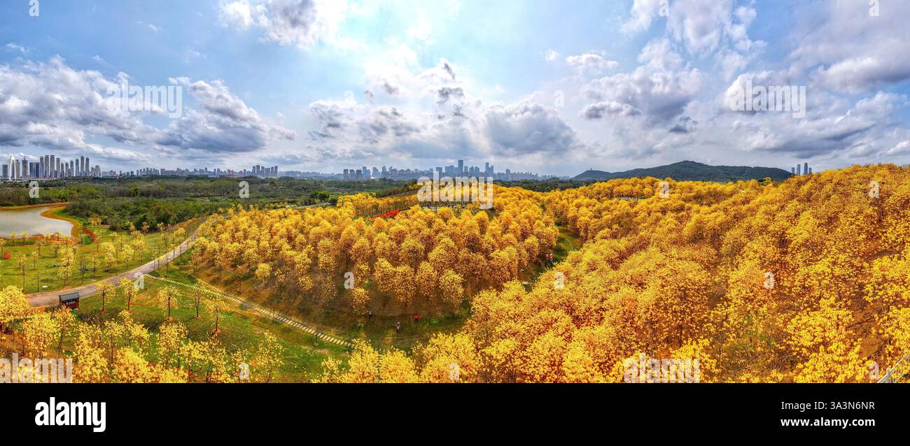 Aerial photo shows tabebuia chrysantha trees blooming in Nanning City ...