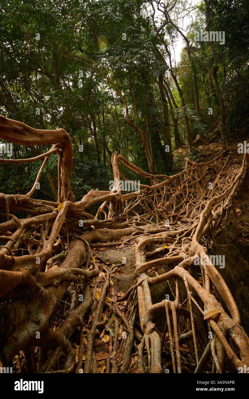 Living root bridge in Meghalaya, India Stock Photo - Alamy