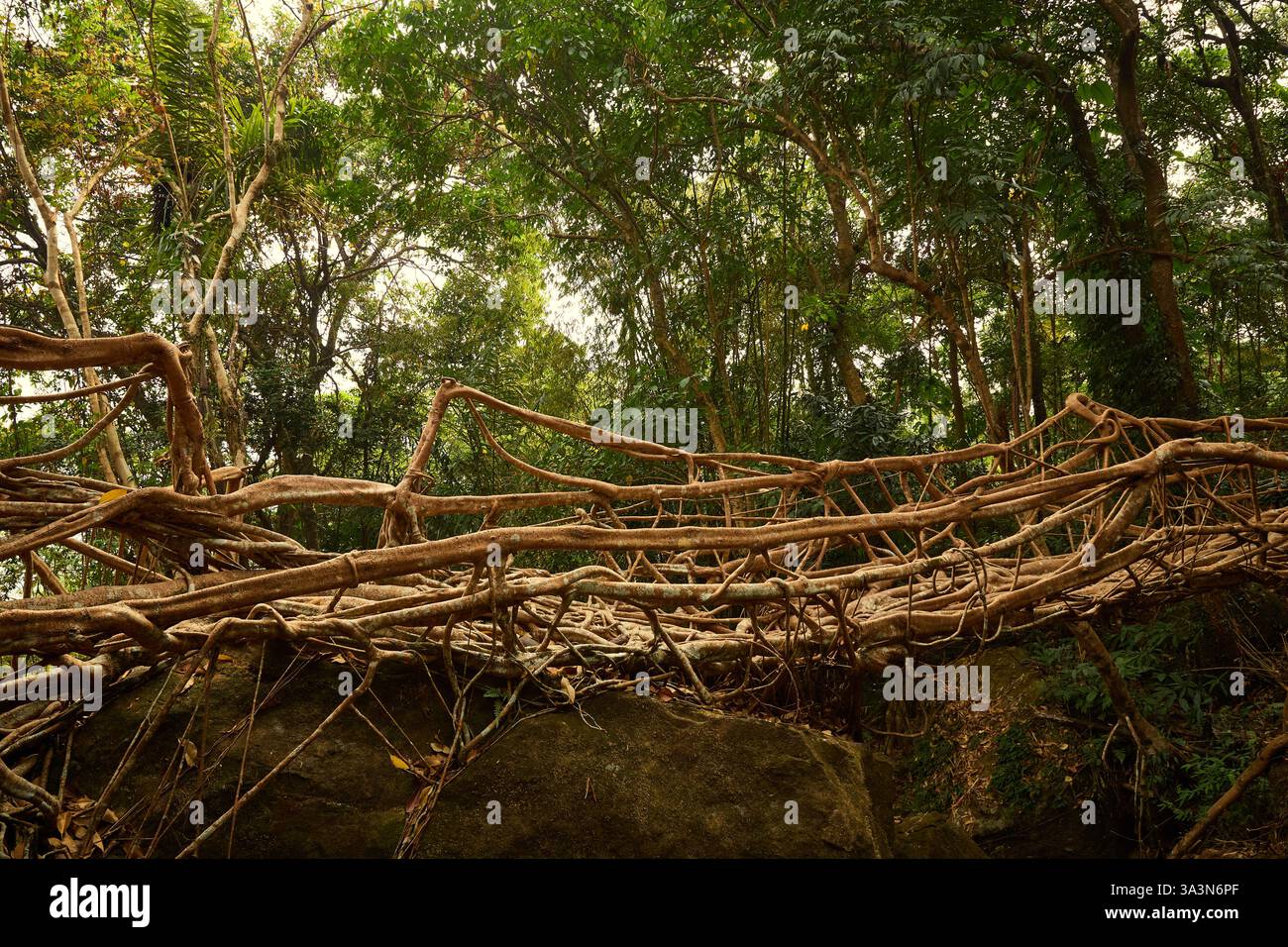 Living root bridge in Meghalaya, India Stock Photo - Alamy