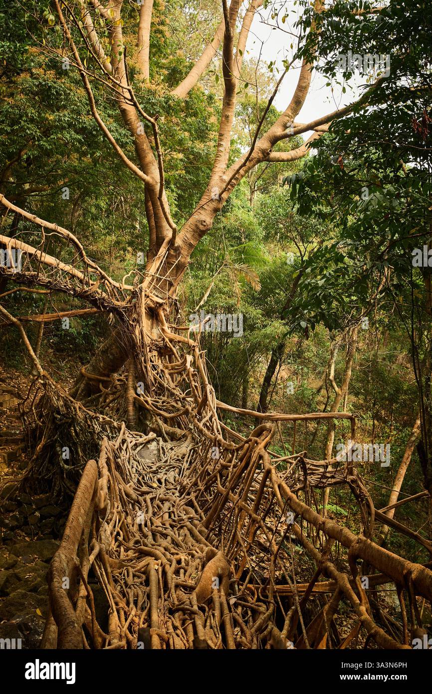 Living root bridge in Meghalaya, India Stock Photo - Alamy