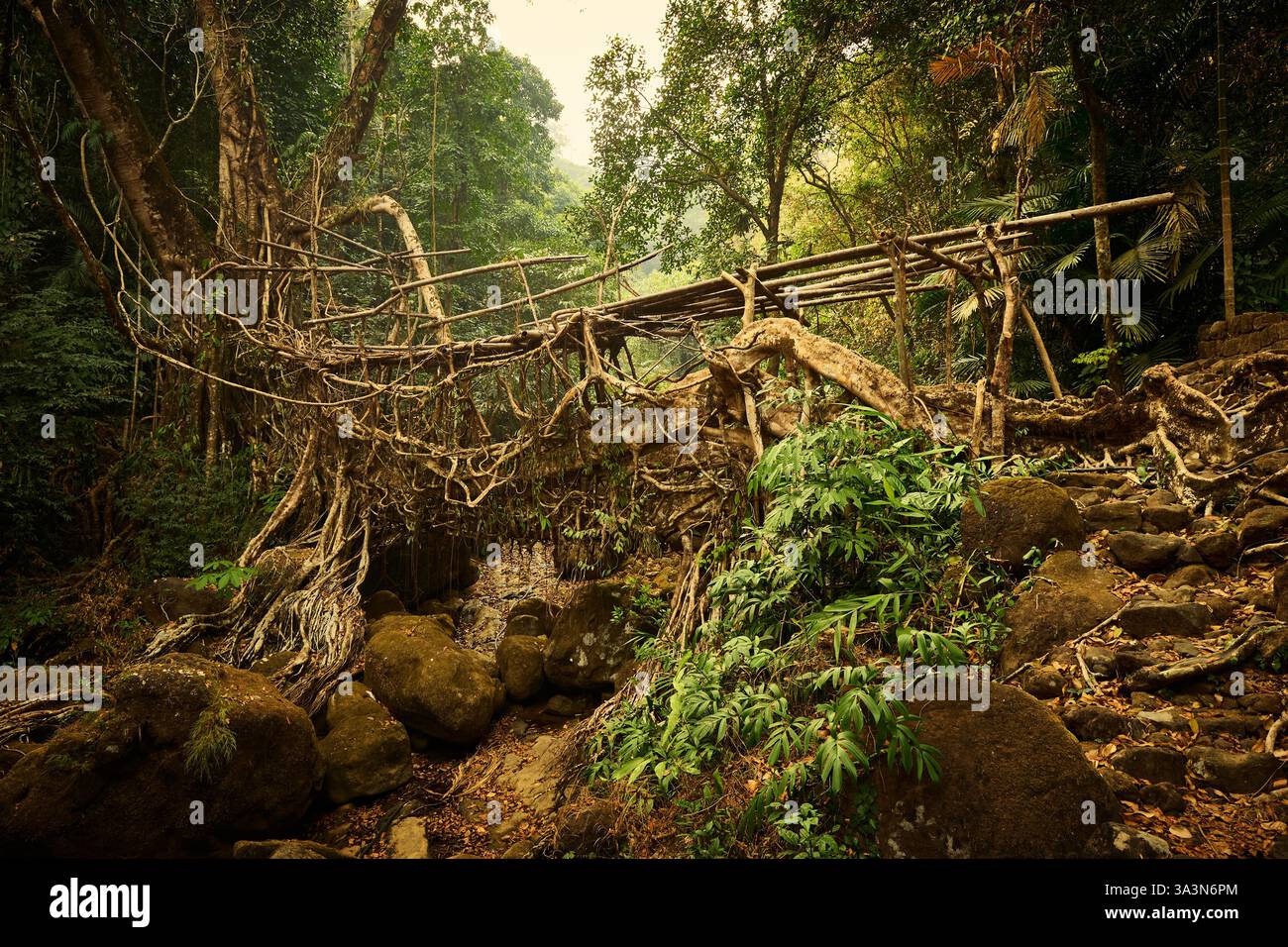 Living root bridge in Meghalaya, India Stock Photo - Alamy
