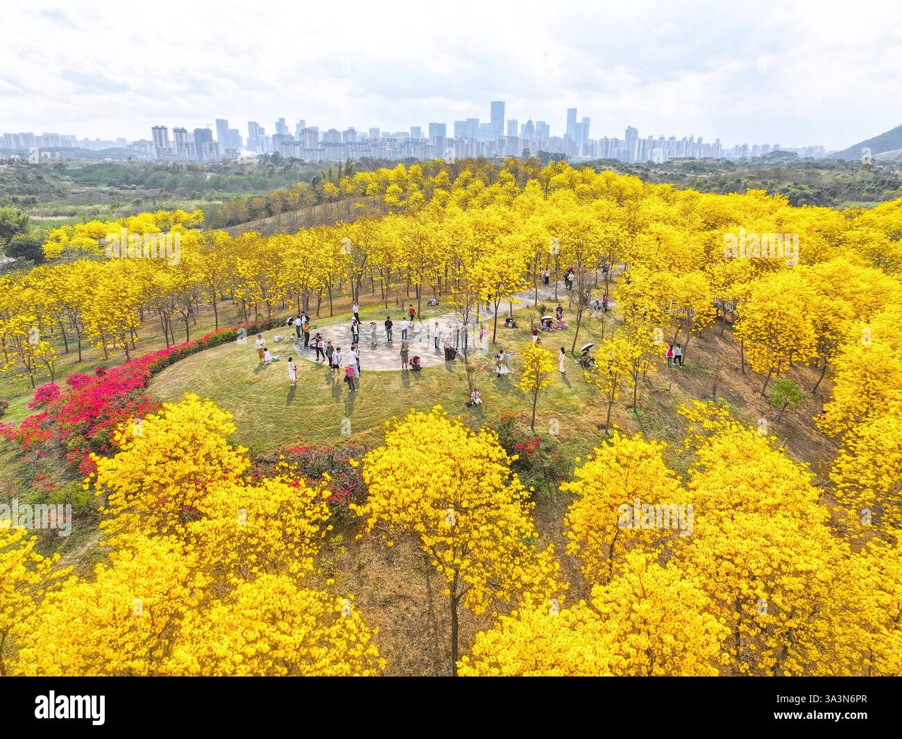 Aerial photo shows tabebuia chrysantha trees blooming in Nanning City ...