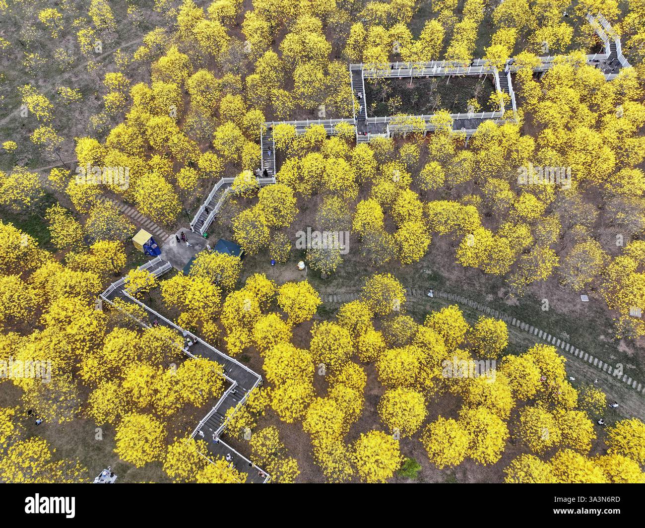 Aerial photo shows tabebuia chrysantha trees blooming in Nanning City ...