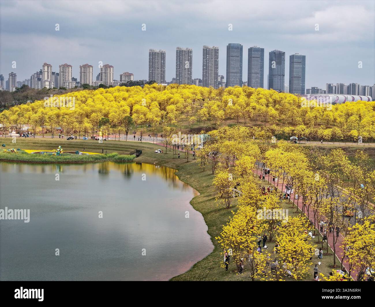Aerial photo shows tabebuia chrysantha trees blooming in Nanning City ...