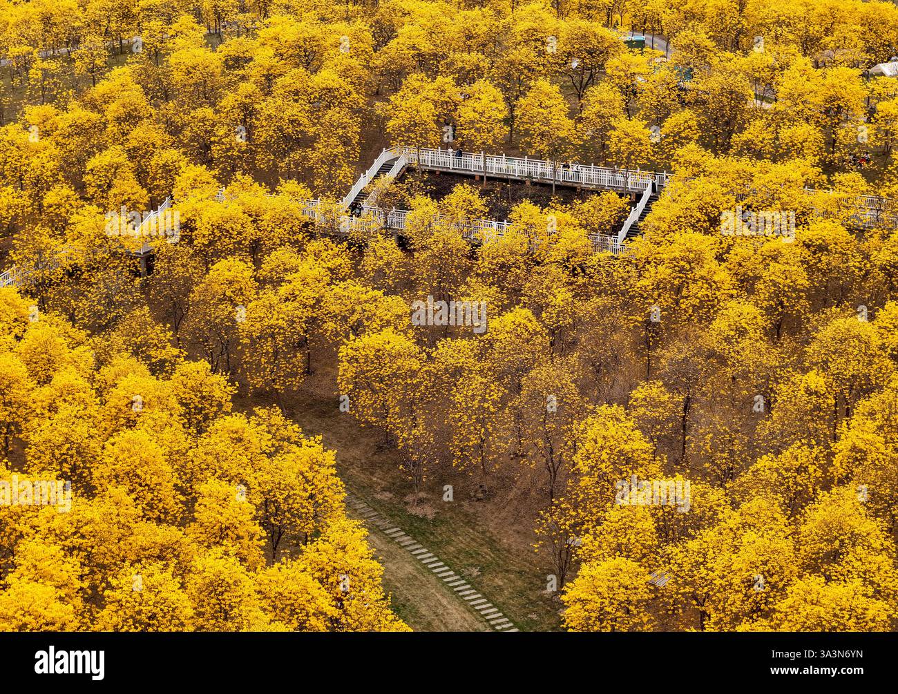 Aerial photo shows tabebuia chrysantha trees blooming in Nanning City ...
