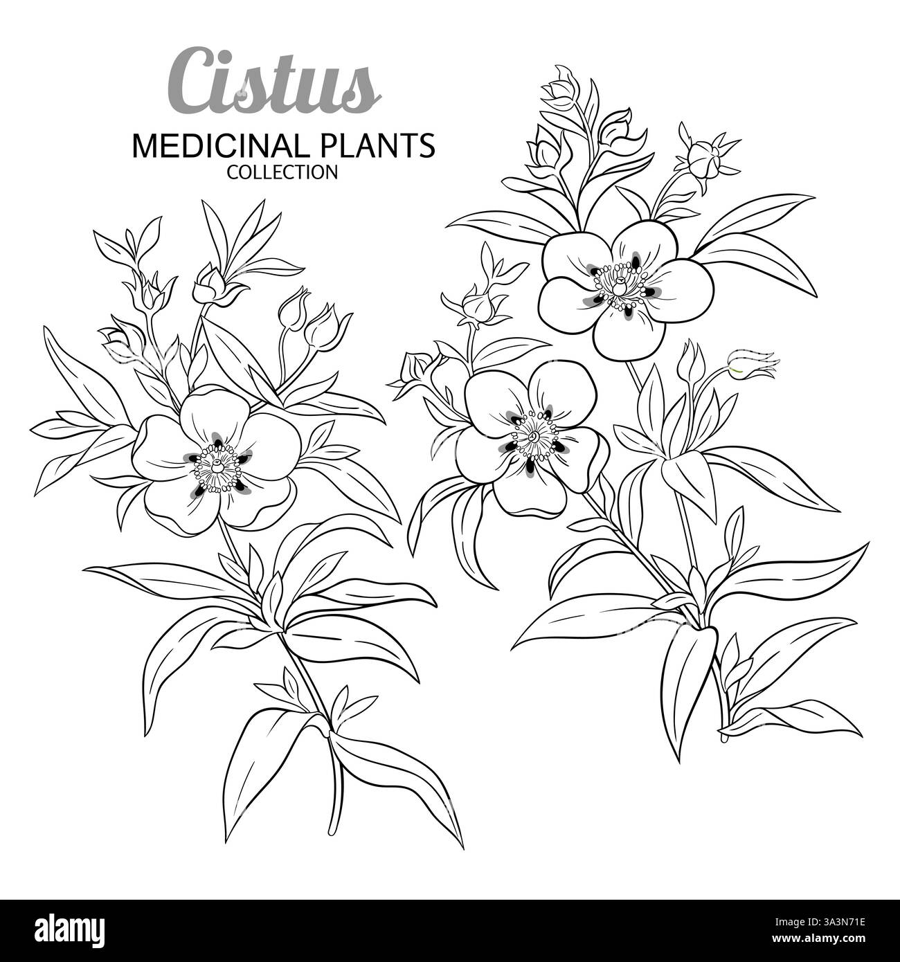 Labdanum gum rockrose flower Cut Out Stock Images & Pictures - Alamy