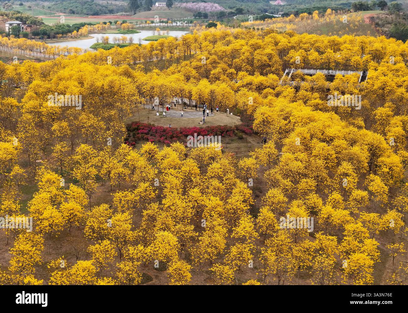 Aerial photo shows tabebuia chrysantha trees blooming in Nanning City ...