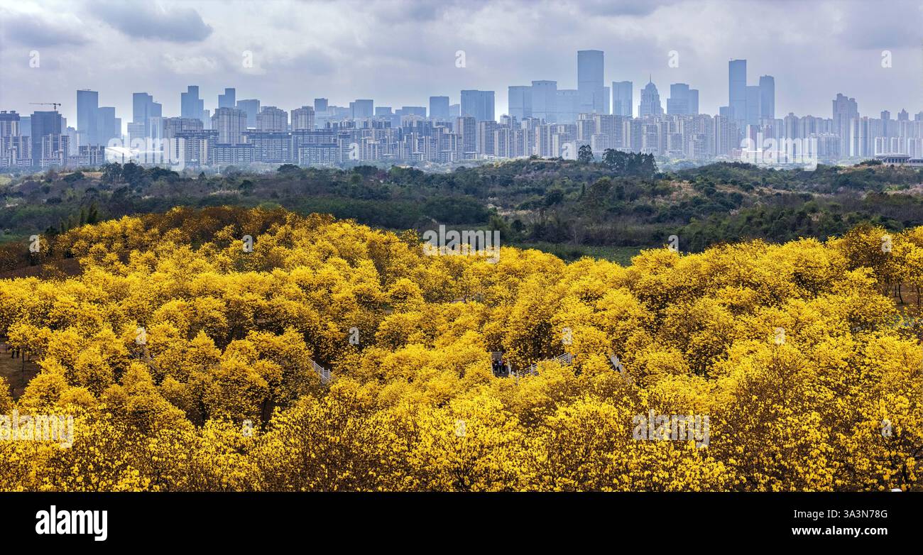 Aerial photo shows tabebuia chrysantha trees blooming in Nanning City ...