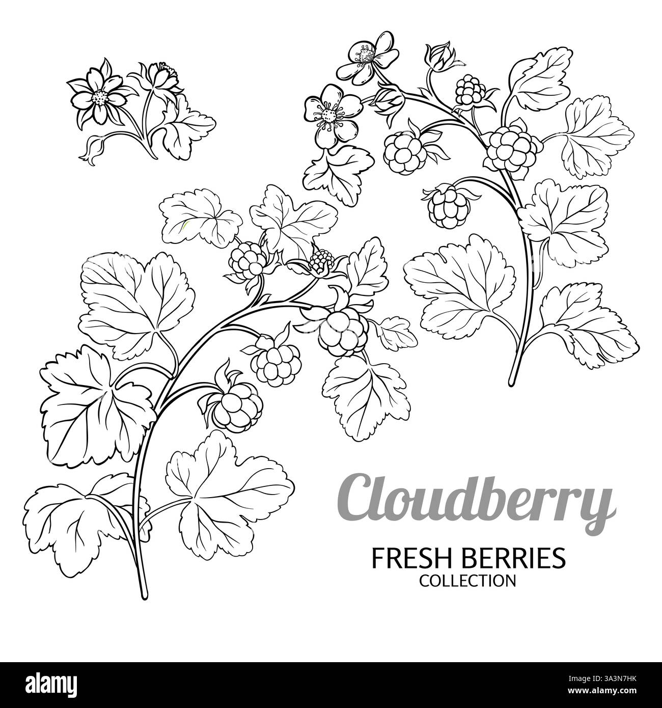 Cloudberry Plant with Berries Outline Illustration Stock Vector Image ...