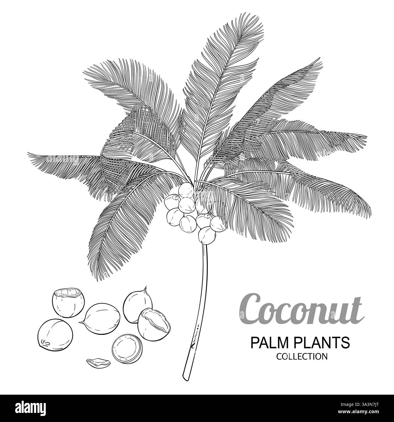 Coconut Palm with Nuts Outline Illustration Stock Vector Image & Art ...