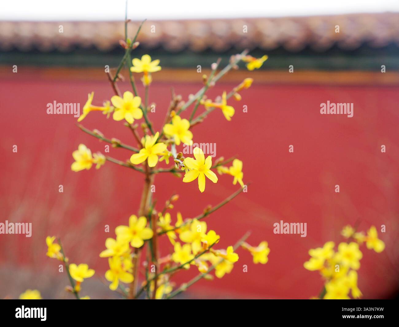 Spring flowers bloom at the Palace Museum in Beijing, China, 14 March ...
