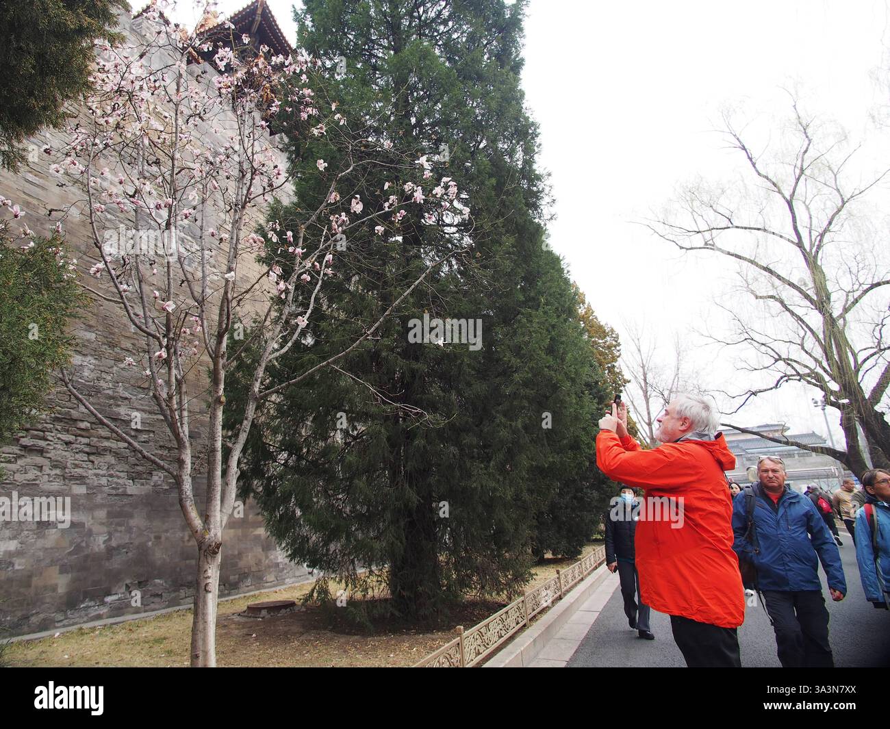 Spring flowers bloom at the Palace Museum in Beijing, China, 14 March ...