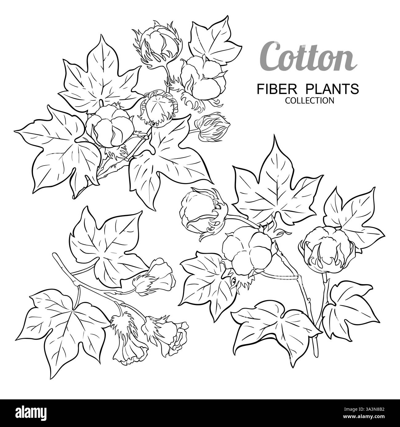 Cotton Branch with Flowers Outline Illustration Stock Vector Image ...