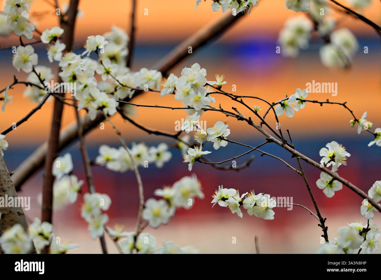 Spring scenery of the Forbidden City in Beijing, China, 14 March, 2025 ...