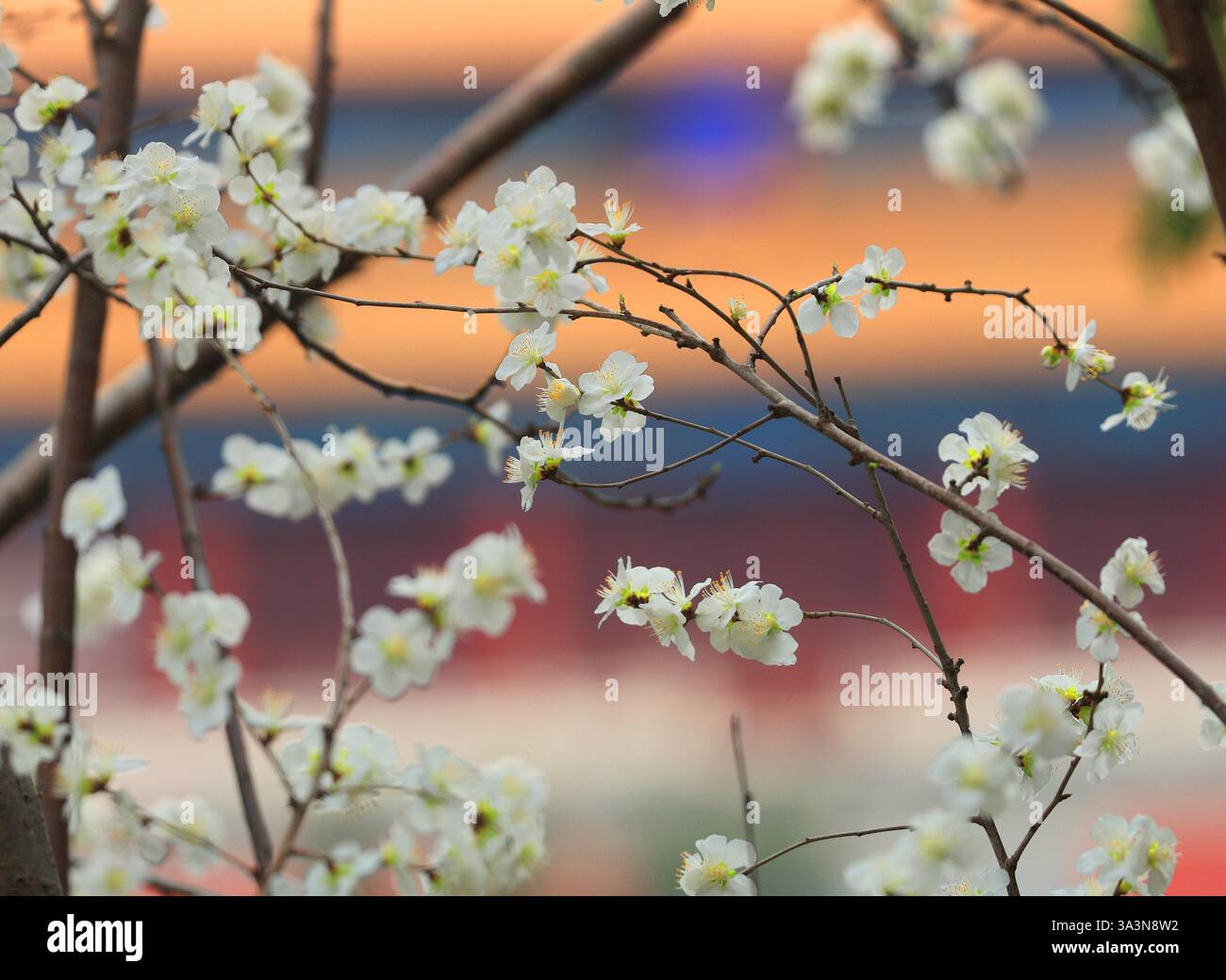 Spring scenery of the Forbidden City in Beijing, China, 14 March, 2025 ...