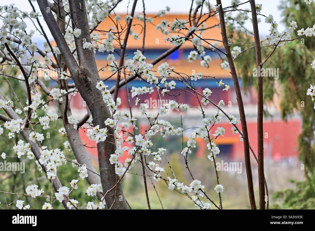Spring scenery of the Forbidden City in Beijing, China, 14 March, 2025 ...