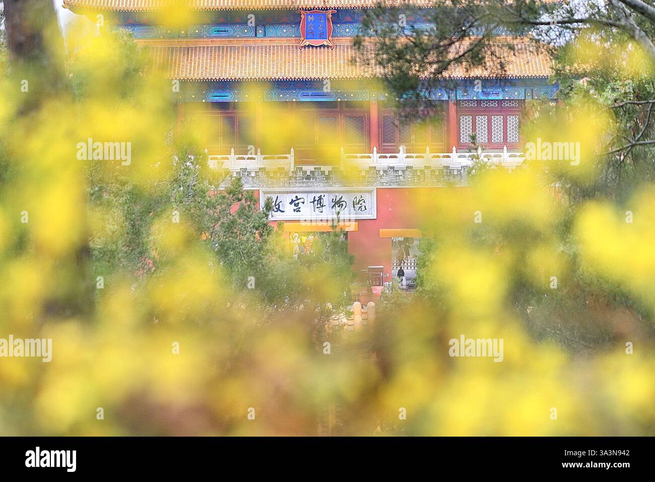 Spring scenery of the Forbidden City in Beijing, China, 14 March, 2025 ...