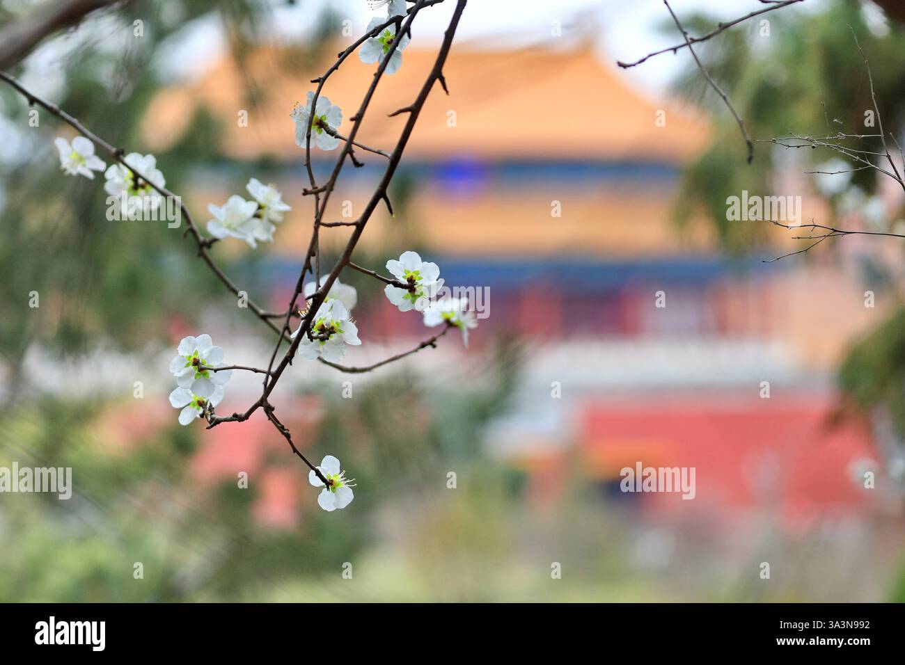 Spring scenery of the Forbidden City in Beijing, China, 14 March, 2025 ...