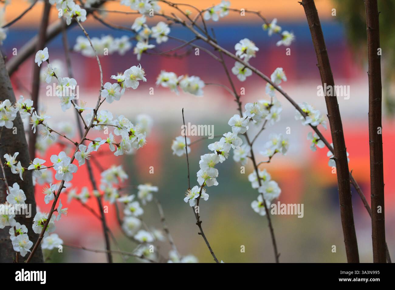 Spring scenery of the Forbidden City in Beijing, China, 14 March, 2025 ...