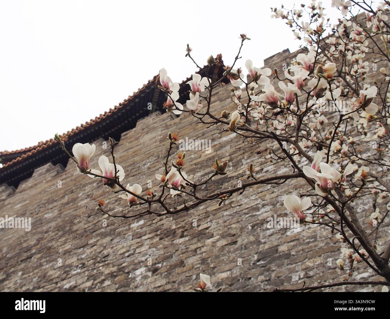 Spring flowers bloom at the Palace Museum in Beijing, China, 14 March ...