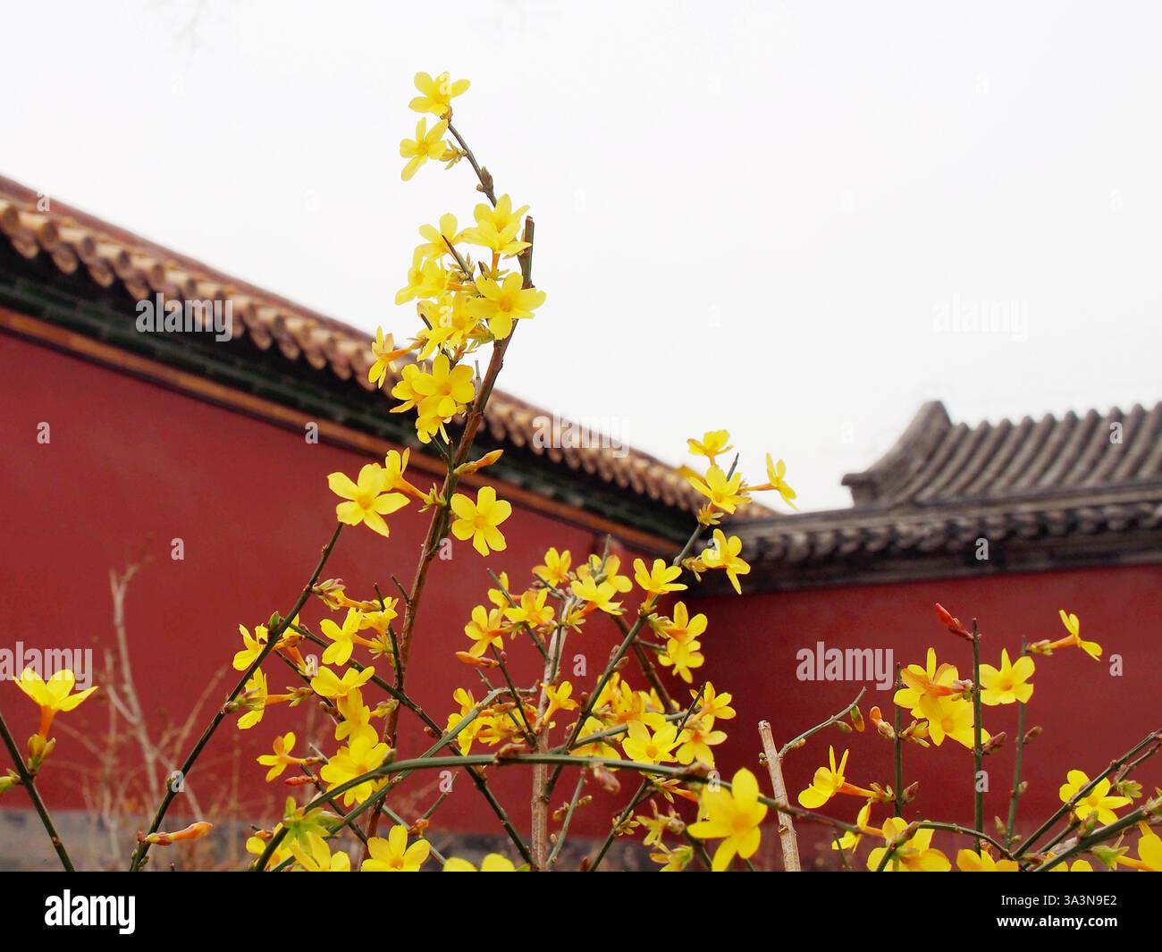 Spring flowers bloom at the Palace Museum in Beijing, China, 14 March ...