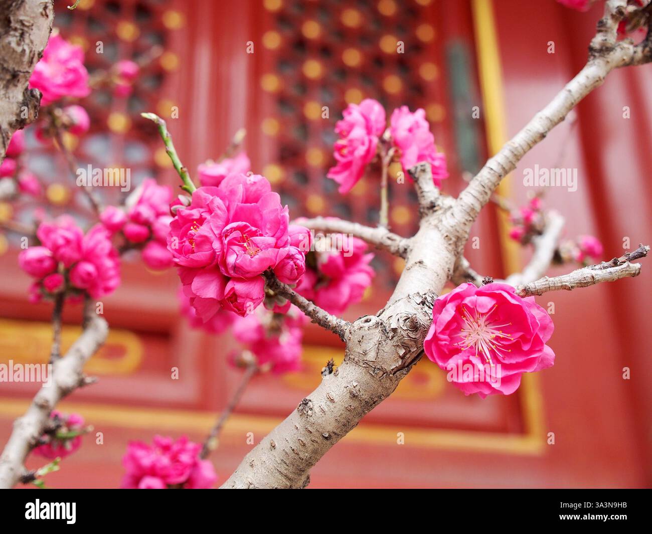 Spring flowers bloom at the Palace Museum in Beijing, China, 14 March ...