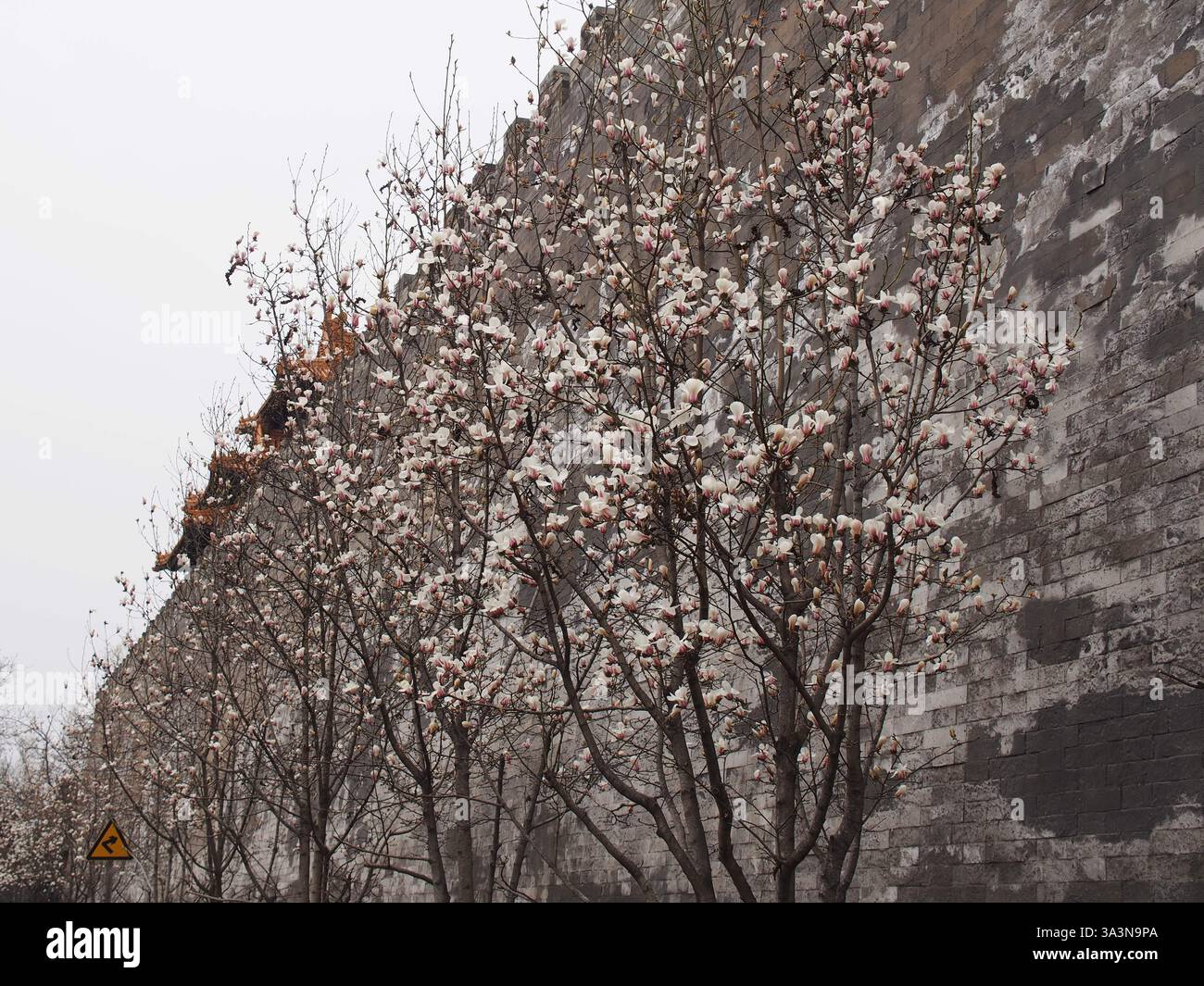 Spring flowers bloom at the Palace Museum in Beijing, China, 14 March ...