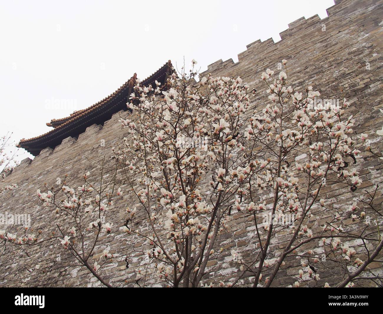 Spring flowers bloom at the Palace Museum in Beijing, China, 14 March ...