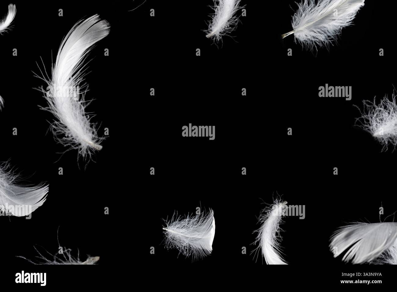White floating feather isolated on a black background Stock Photo - Alamy