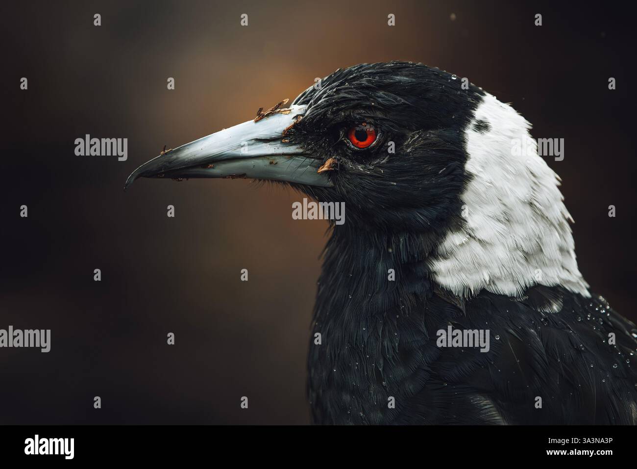 The Australian magpie is a black and white passerine bird native to ...