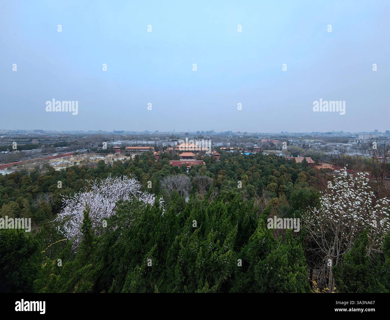 Spring flowers bloom at Jingshan Park in Beijing, China, 14 March, 2025 ...